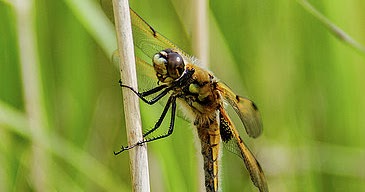 Yackers' Photography Tips and Tricks: BEST FLASH FOR INSECT PHOTOGRAPHY
