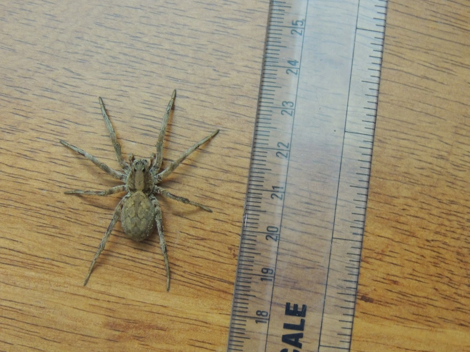 Dera's bio-diversity: Huntsman spider