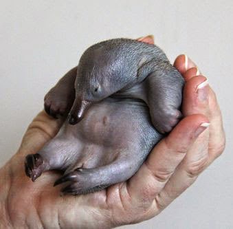 Black and White: Ambum Stone