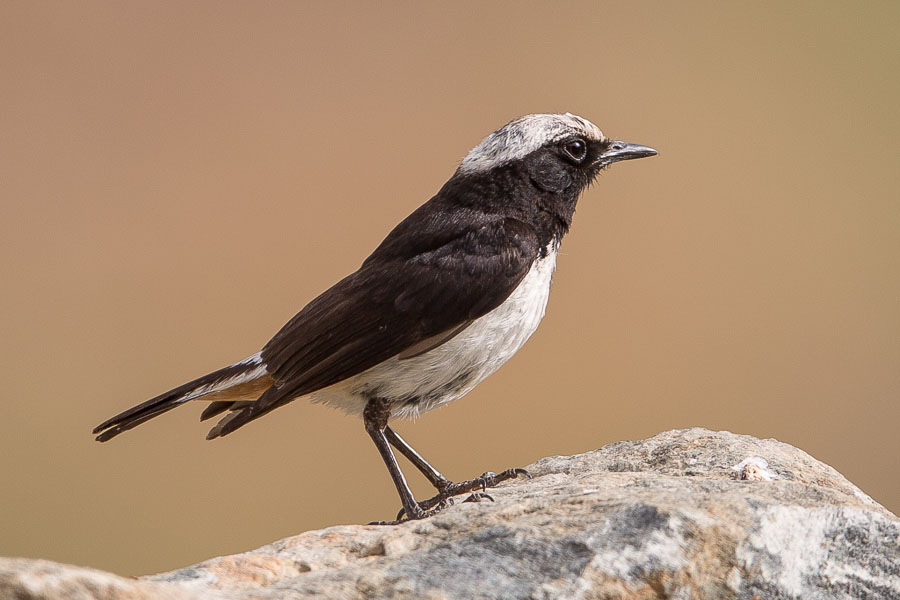 Birds of Saudi Arabia: Arabian Endemics