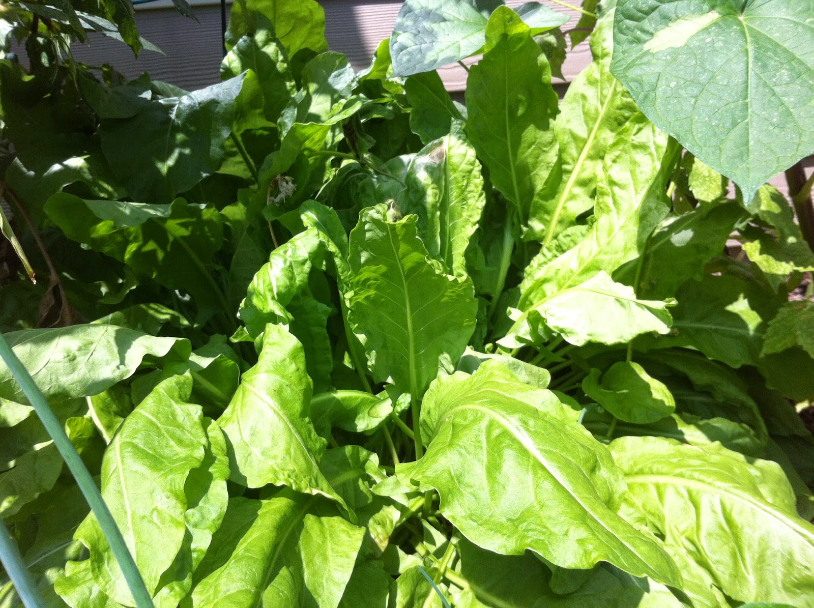 Victory Garden on the Golf Course: Midwest Perennial Vegetable Garden