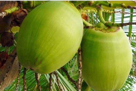 Manfaat Buah Kelapa Yang Perlu Anda Ketahui | ANEKA MANFAAT - Buah Daun Dan Produk Obat Herbal