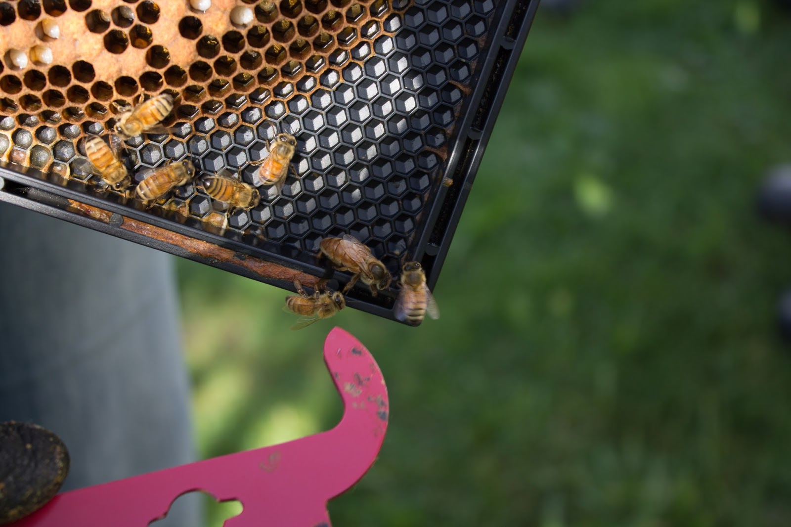 The Aorere Bee Hive Project Blog: Opening our hives for the first time!
