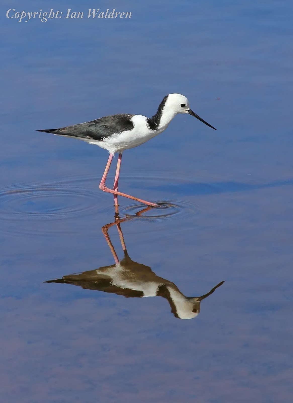 WILD TROPICAL QUEENSLAND: Shore & Water Birds