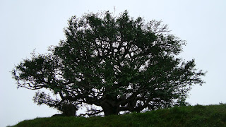 The Nuts and Bolts of a Washer: Hobbiton and The Maori Experience