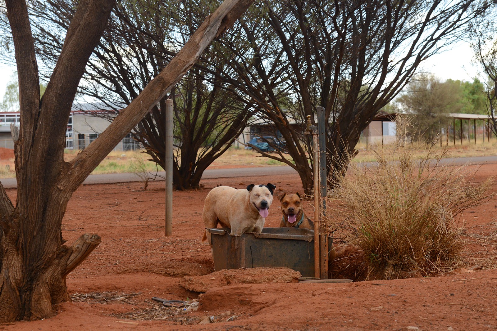 Small Animal Talk: Helping dogs in rural and remote Indigenous communities