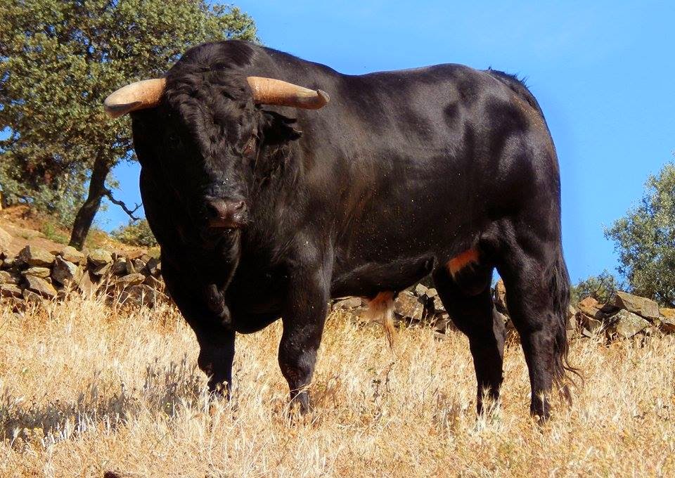 PABLO TAURO SALINAS: CARTELES DE TOROS DEL LUNES 11 AL DOMINGO 17 DE ...