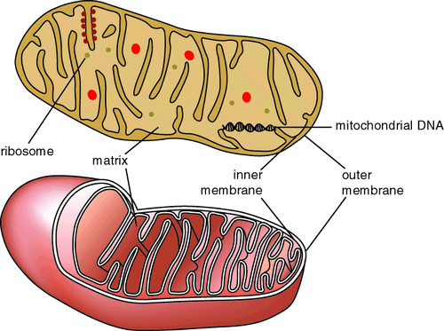 Science Doing: Mitochondrion Cell Organelle: A Symbiotic Cyanobacteria