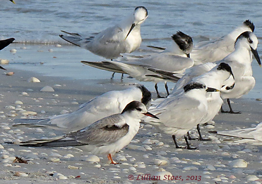 STOKES BIRDING BLOG: One Good Tern: Common Tern in Sanibel, FL, in Winter!