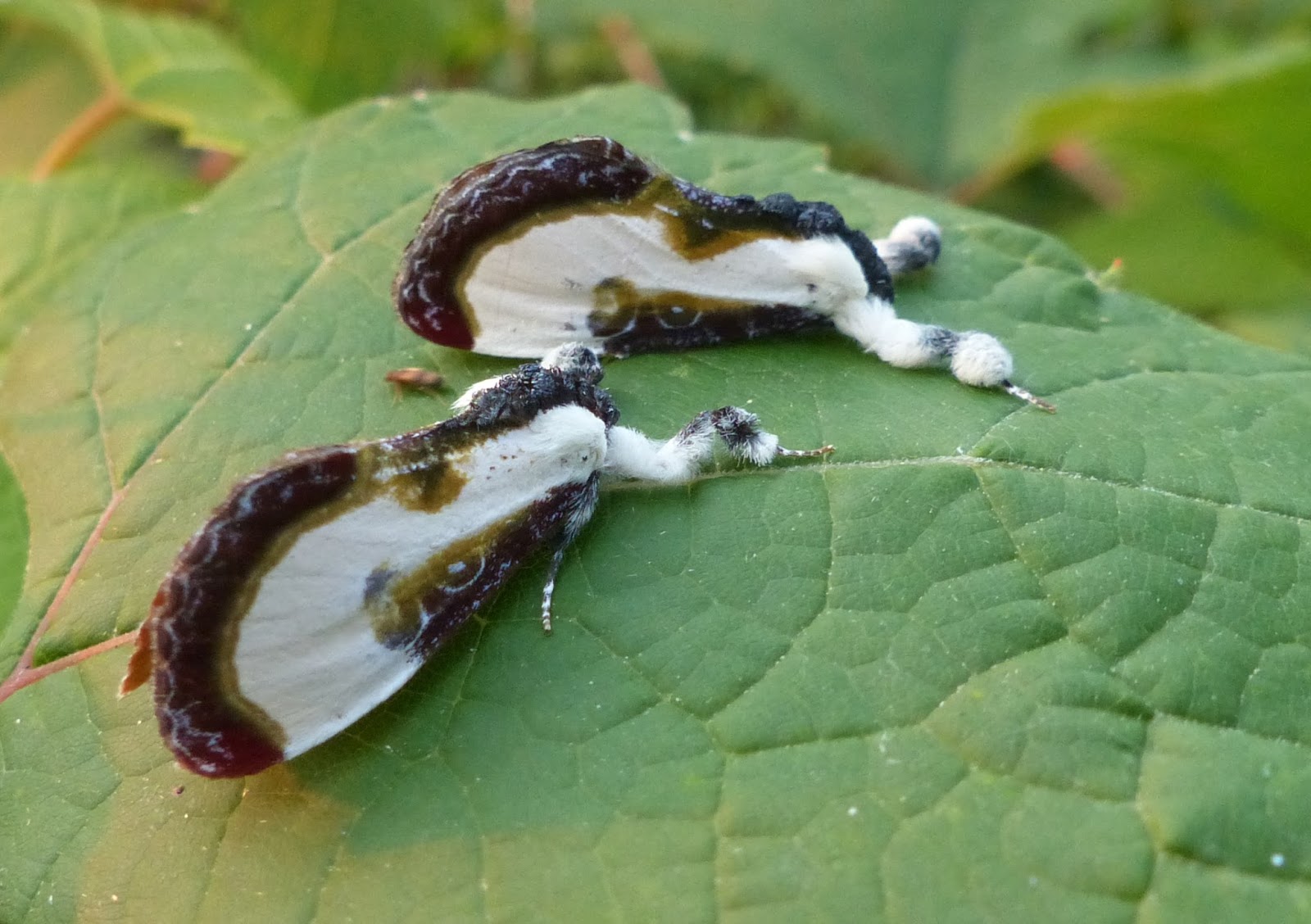 Ten Million Earthlings: Naturescape: Beautiful Wood-Nymph