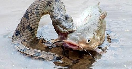 7 Binatang Hama Pada Ternak Ikan Lele ~ Troodon Farm