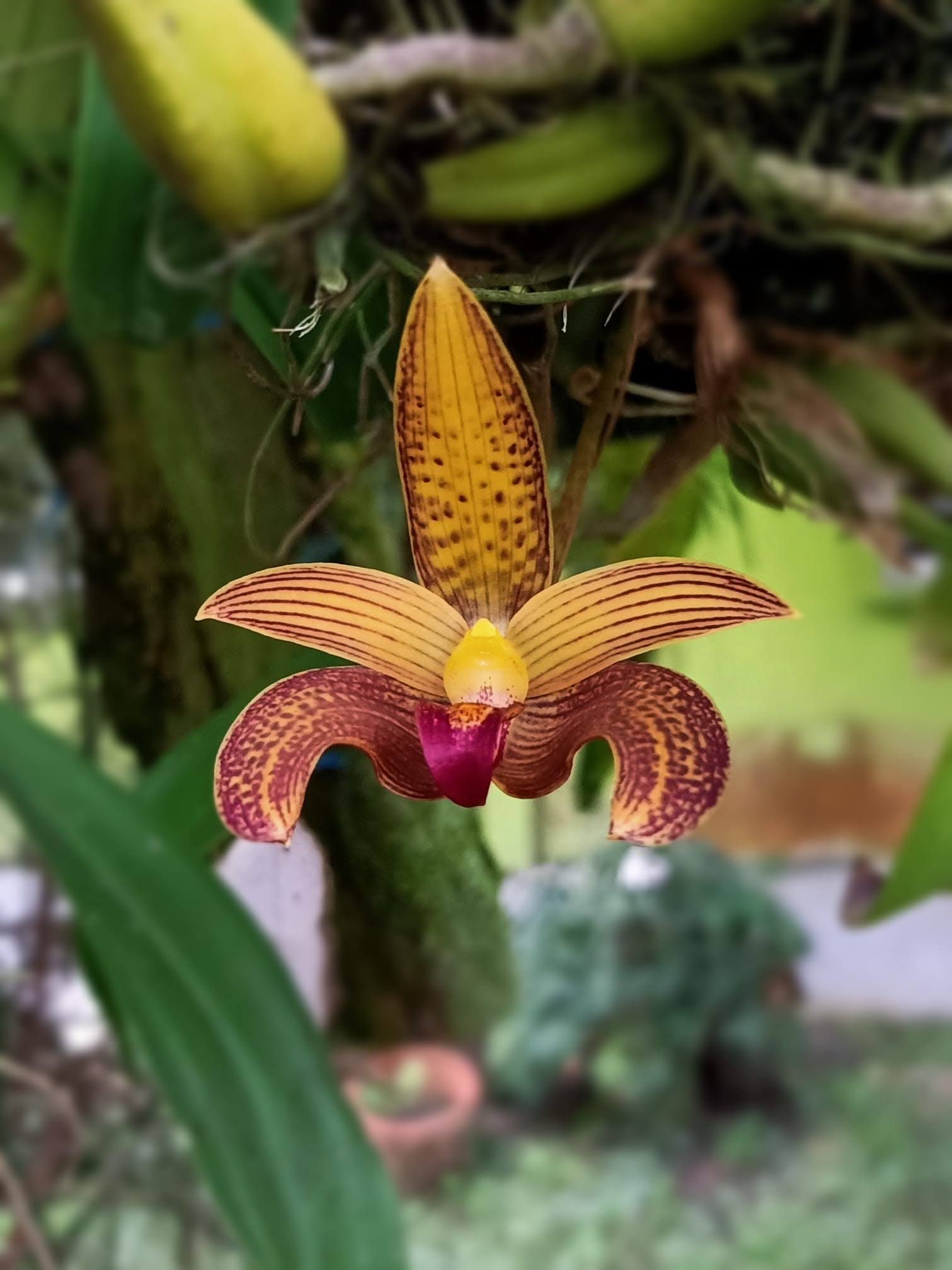 Bulbophyllum sumatranum Garay, Hamer & Siegerist