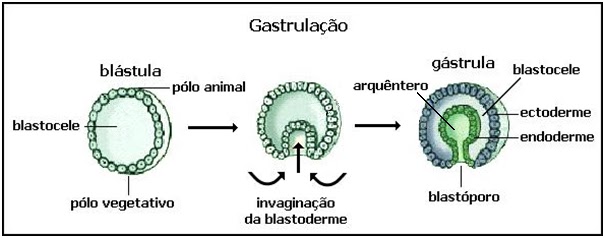 Blog de Biologia: Embriologia
