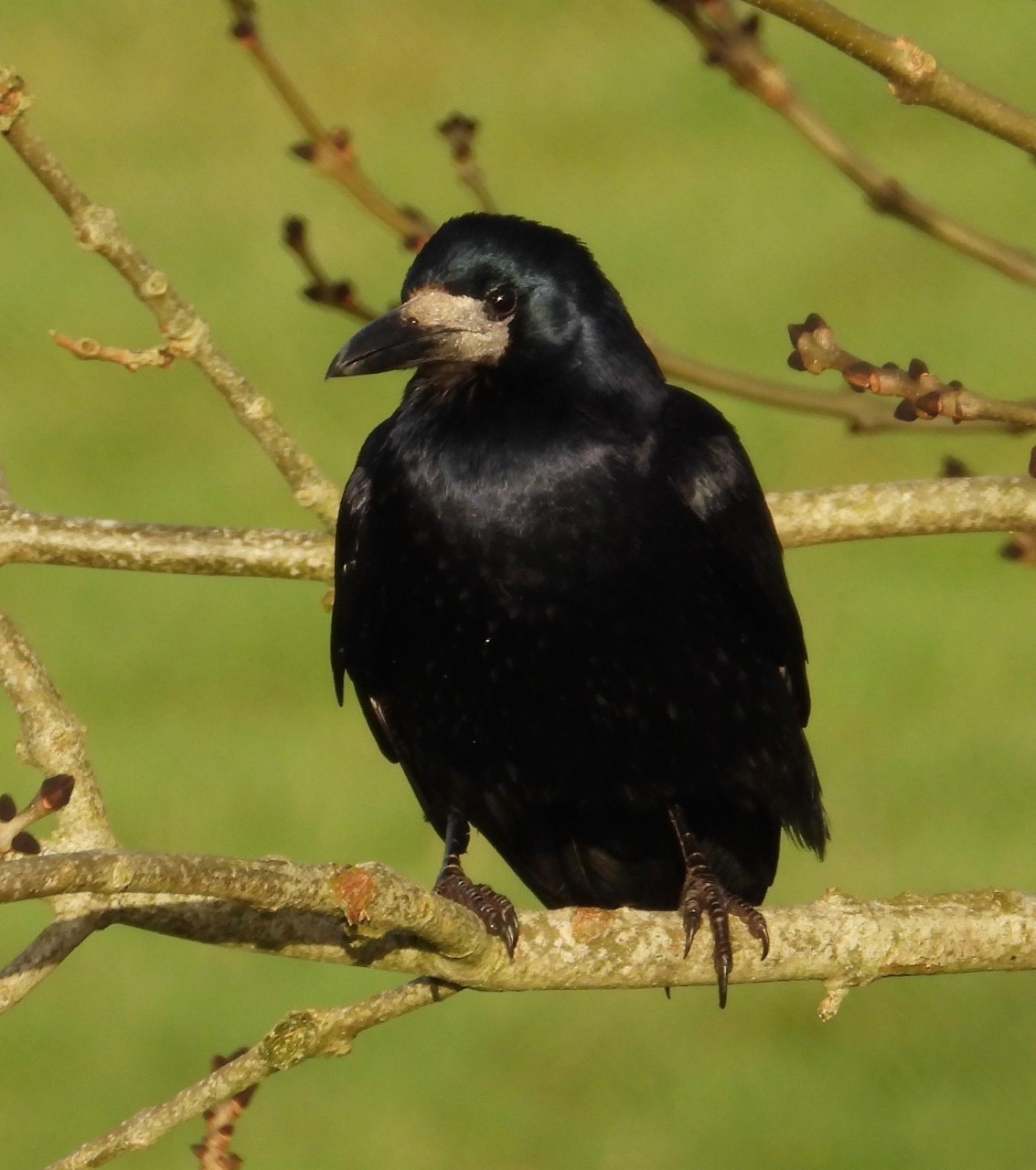 NI Bird Pics: Fulton Somerville - Robin, Rook & Cormorant