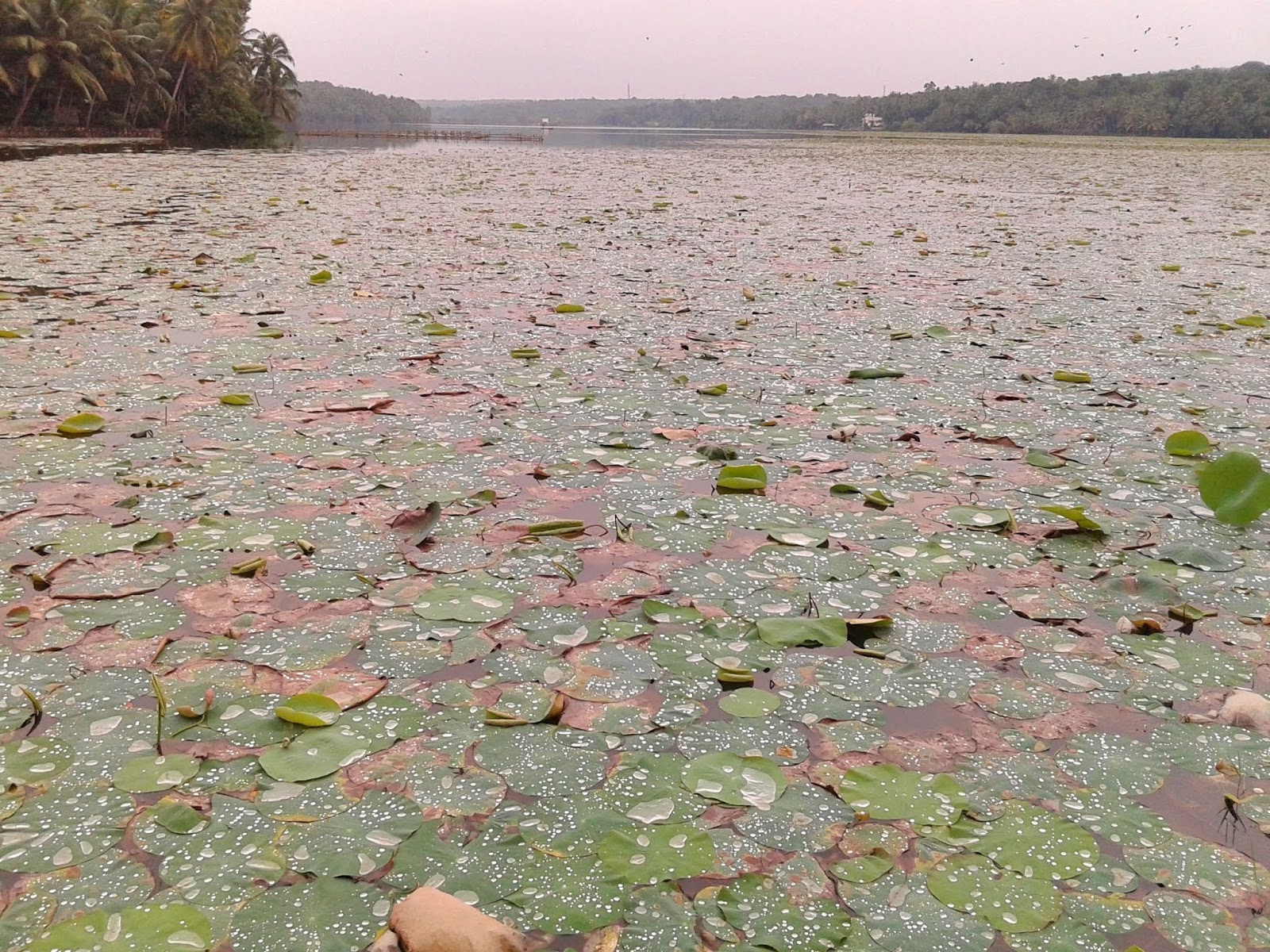 Travel and Nature: Vellayani Kayal (Riverside of Vellayani)