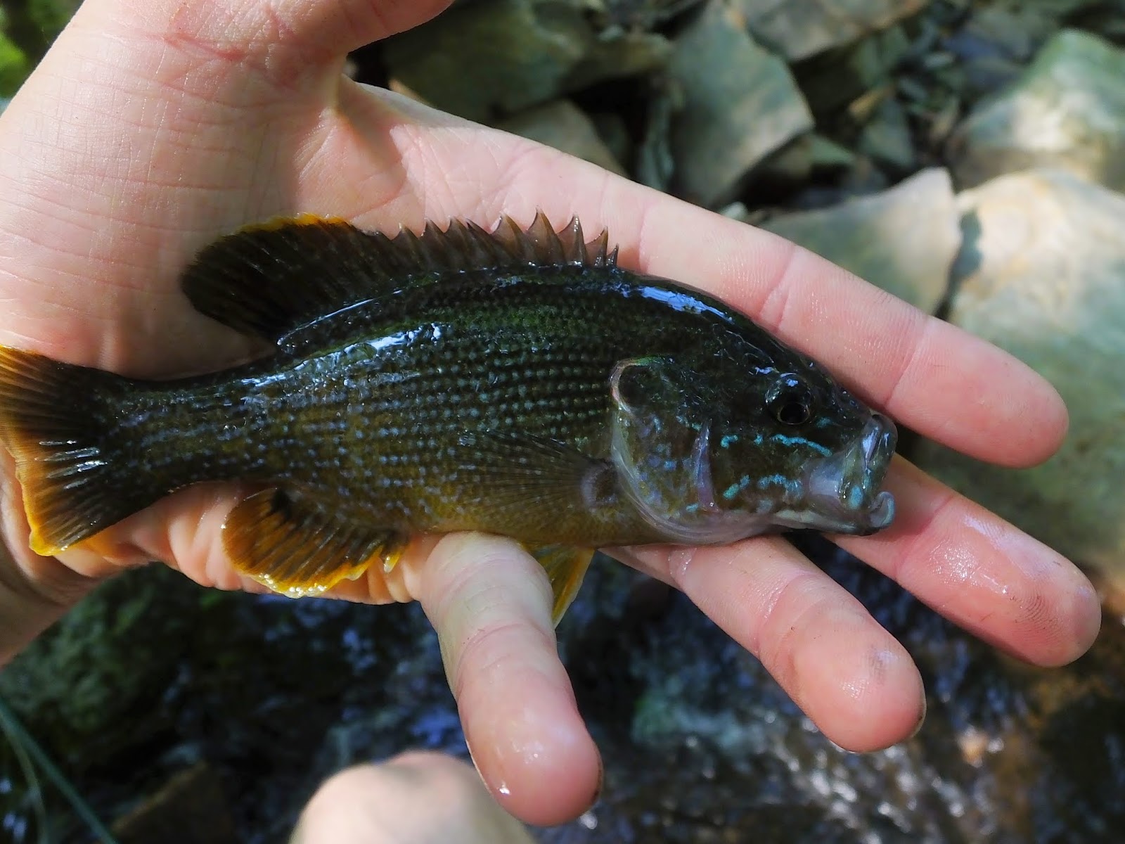 Connecticut Fly Angler: Flowing Water Sunfish