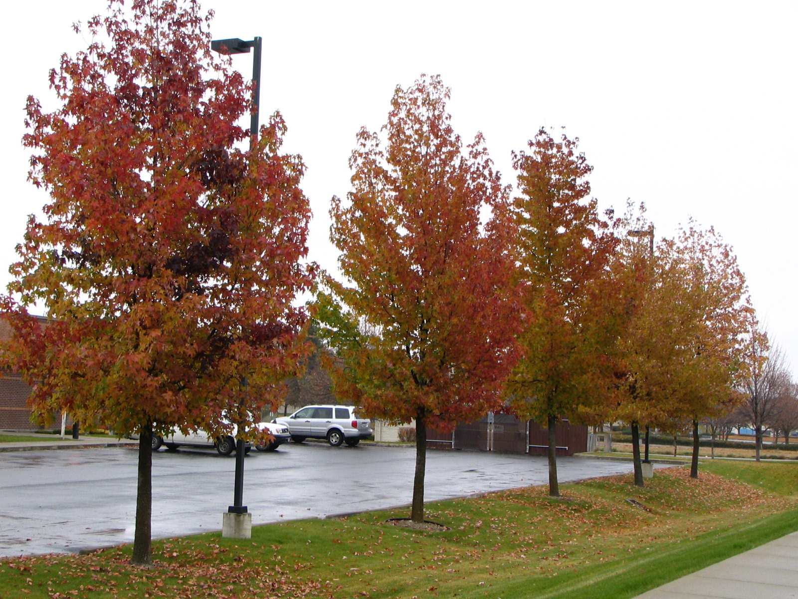 Trees of Santa Cruz County: Liquidambar styraciflua - American Sweetgum