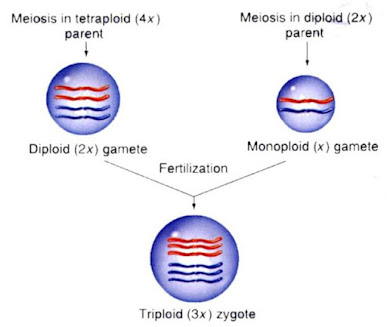 LET'S LEARN PLANTS: Chromosomal Aberration (Part III)