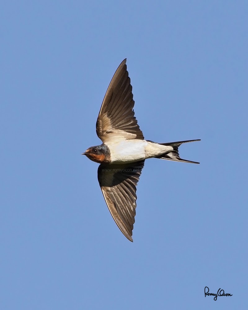 Romy Ocon's Wild Birds of the Philippines: A banking Barn Swallow