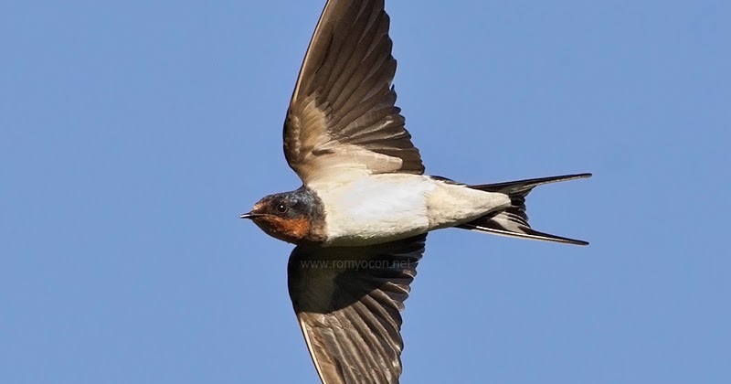 Romy Ocon's Wild Birds of the Philippines: A banking Barn Swallow