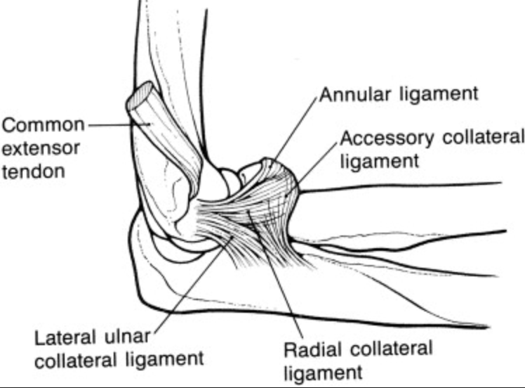 Shoulder and Elbow Surgery: Chronic posterolateral rotatory elbow ...