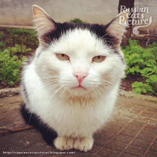 Sad Instacats — Russian Cats Pictures
