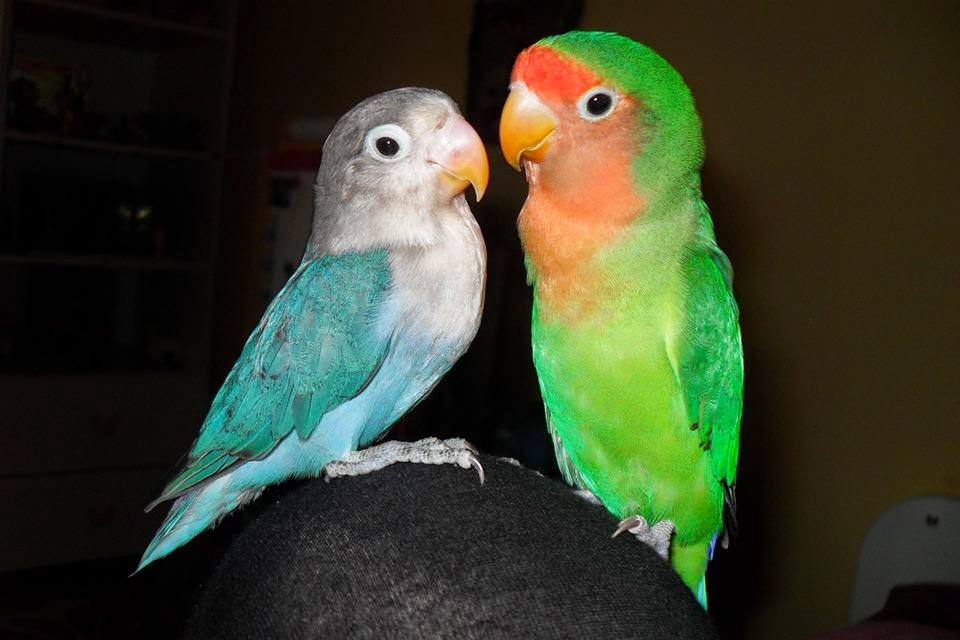 pitome papige: MJEŠANCI ROZENKOLISA I FISHERA,NEŠTO POSEBNO :)