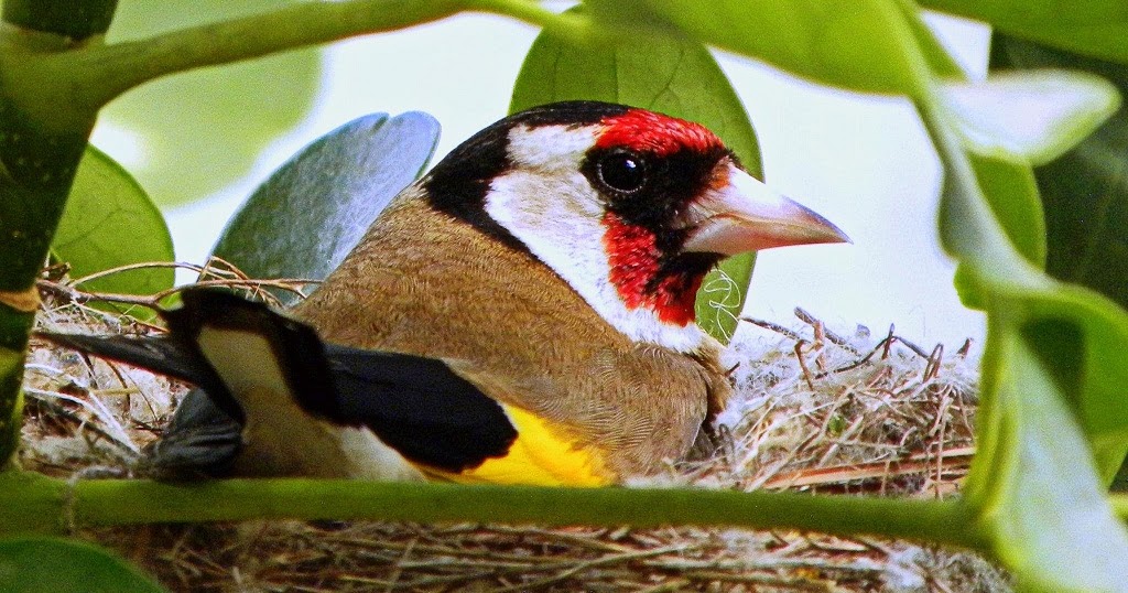 Aquí se dice así: COLORÍN