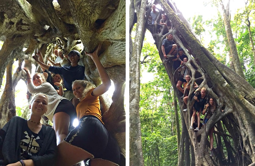 TrashType: Climbing the Ficus Tree in Monteverde, Costa Rica