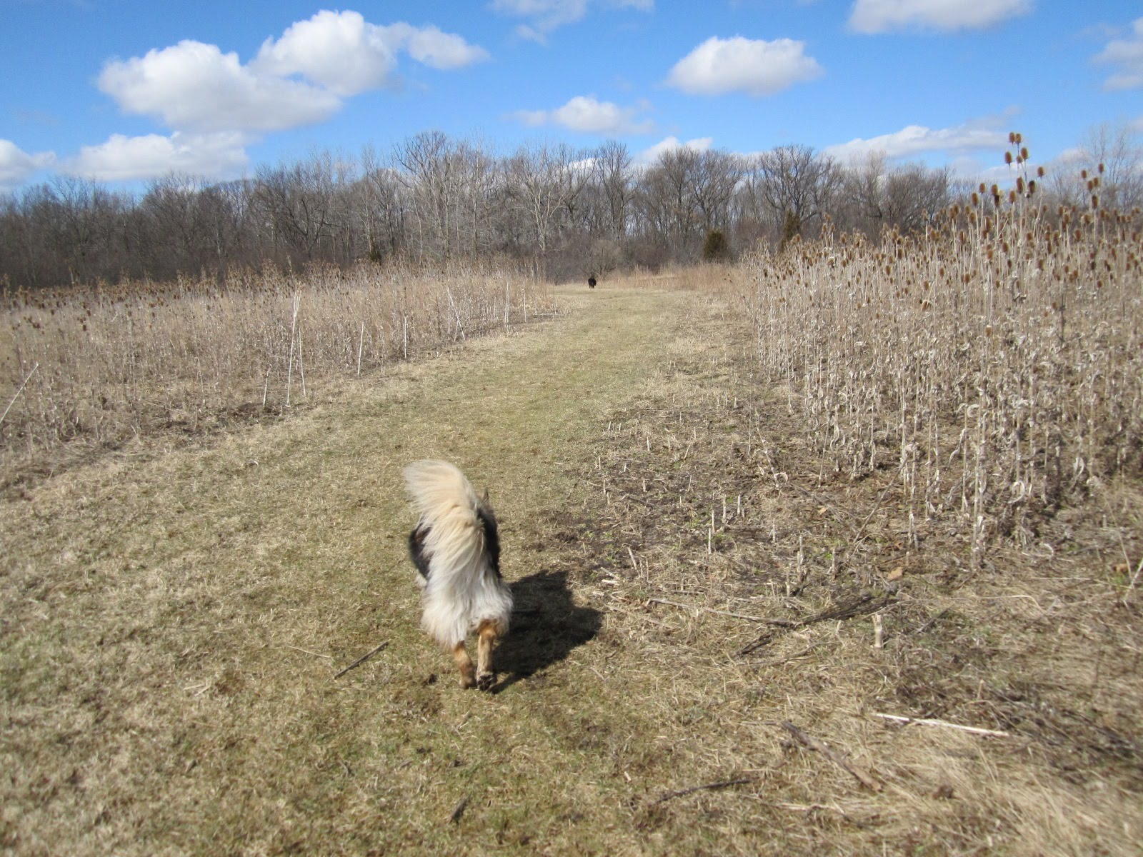 Grizzly - Hound Around Town!: Prairie Wolf Dog Park - Take Two!