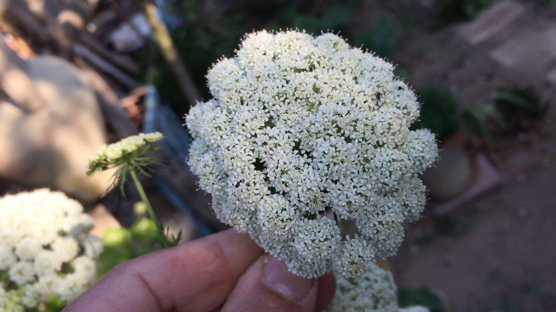 The Carrot Umbel Flowers