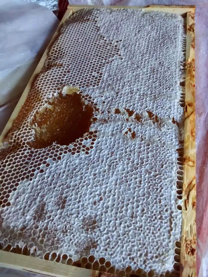 Hunajalla höystettyä: Hunajaa suoraan kennosta