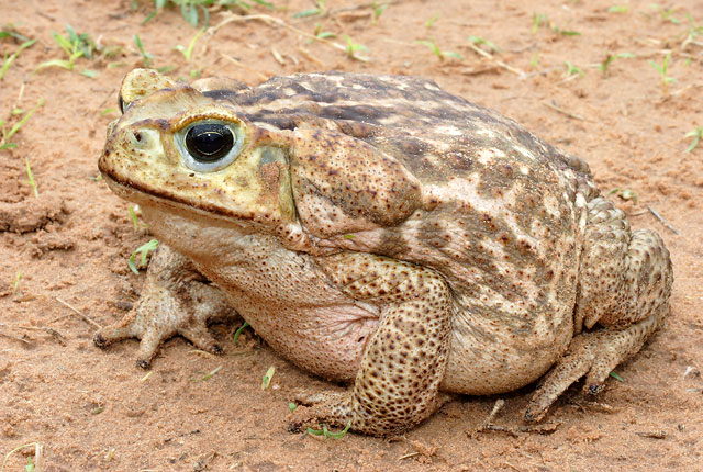 Marine Toad - True Wildlife Creatures