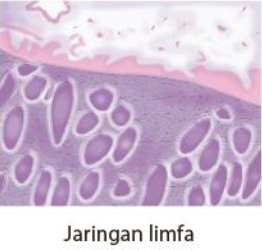 MATERI BIOLOGI KELAS XI BAB IV A.JARINGAN EPITEL DAN JARINGAN IKAT ...