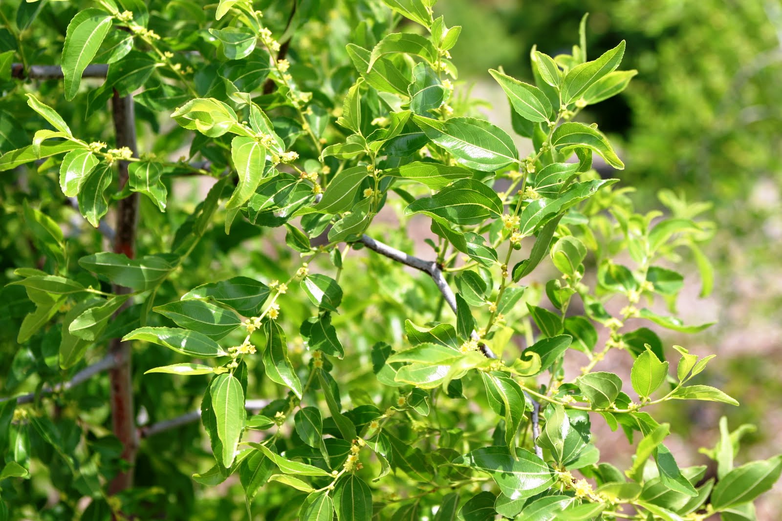 Powell Gardens' Blog: June 2011