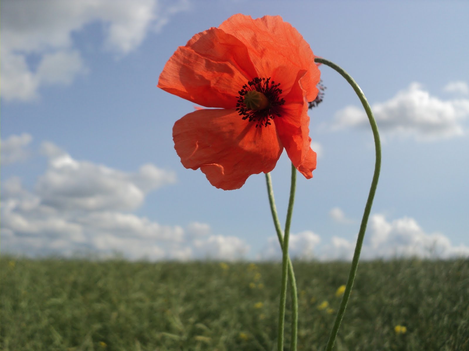 naturalete si firesc: Floare de mac