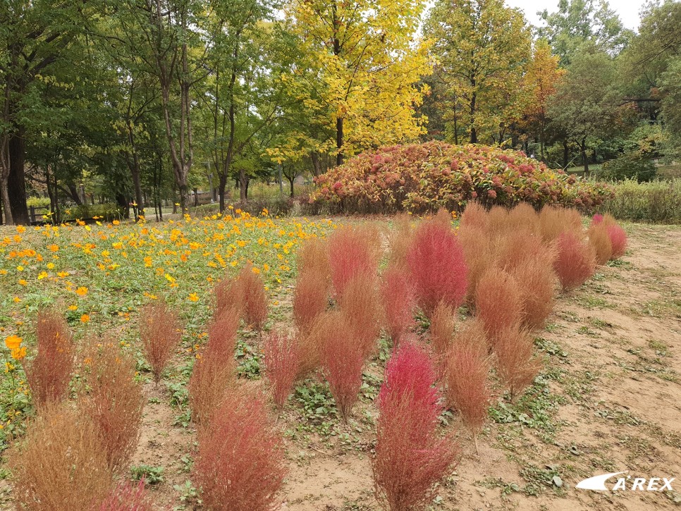 AREX: [Fall Foliage in Seoul] Seoul Forest