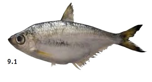 Ikan Mata Lebar, Kemprit Atau Indian Ilisha (Ilisha melastoma ...