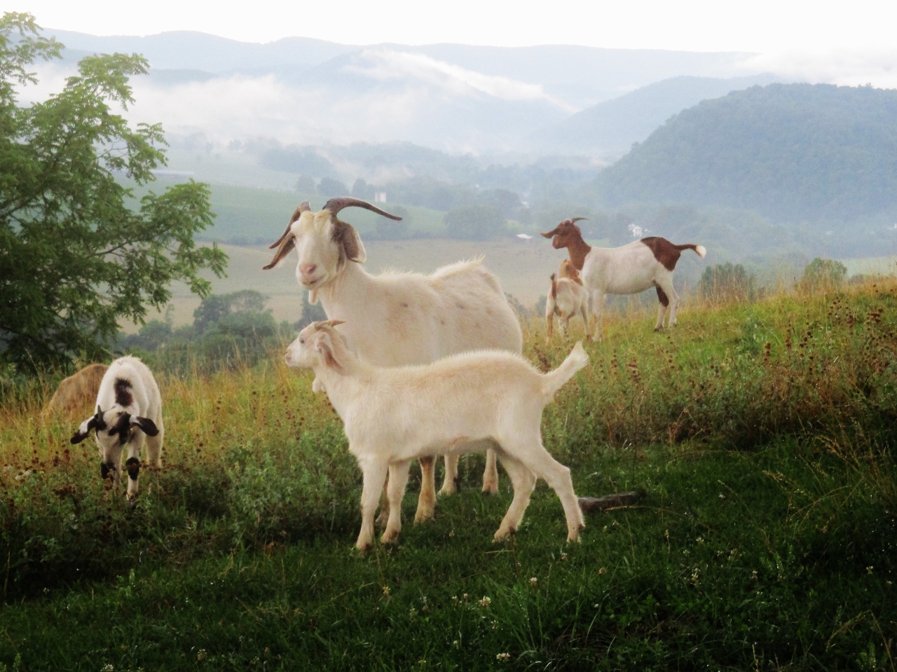 4R Ranch: Moving Goats, Or Excuse For Some Goat Pictures