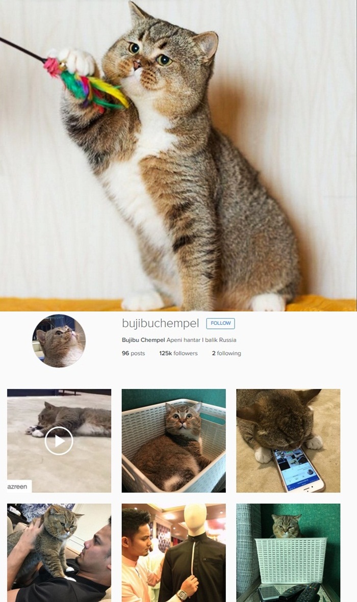 6 Akaun Instagram Kucing Paling Popular Di Malaysia!