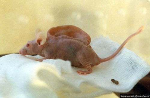 Telinga Manusia Tumbuh Dibadan Tikus - Gaban Comel