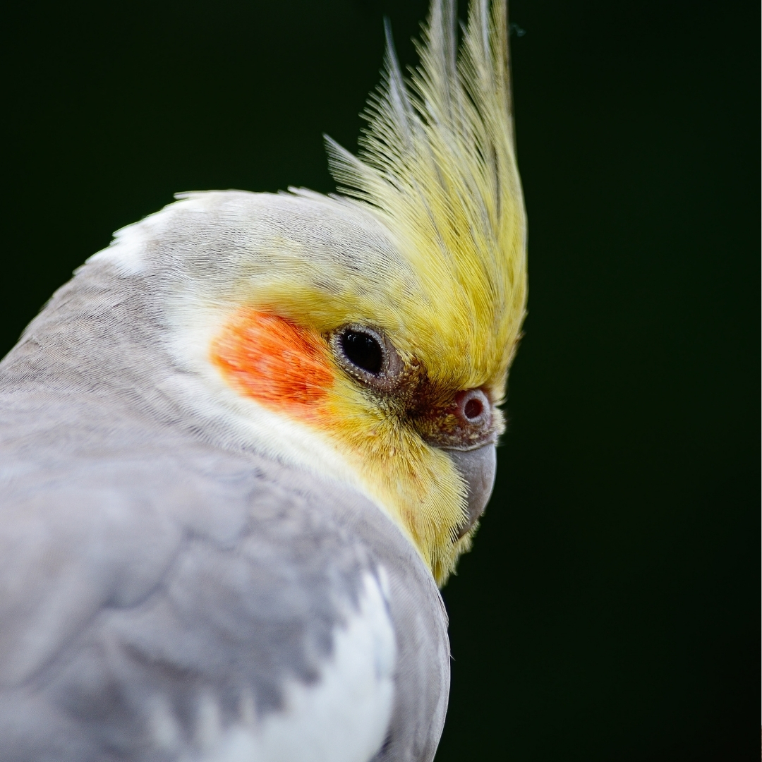 Peta - A calopsita !: Quantas horas por noite uma calopsita deve dormir