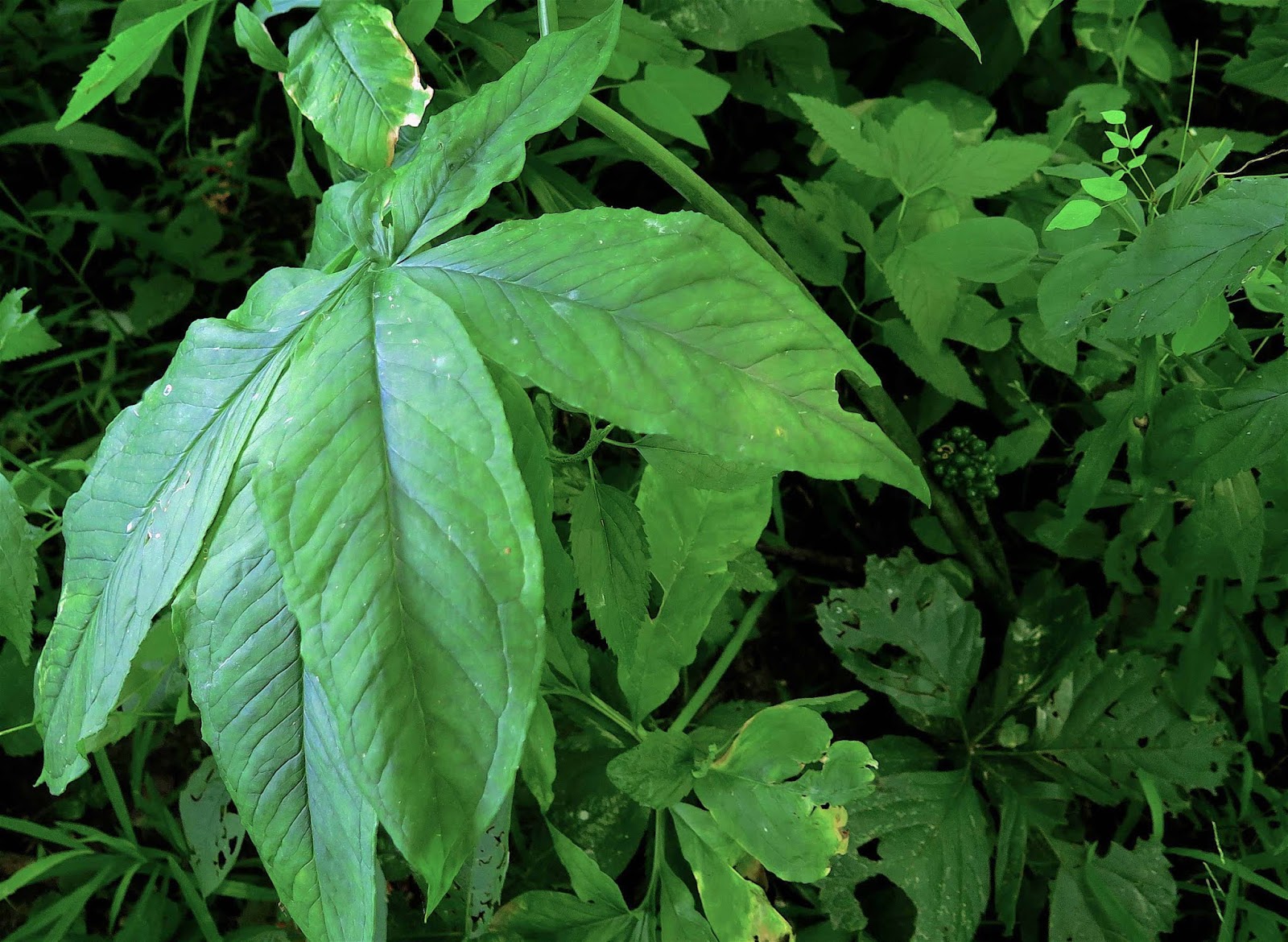 Saratoga woods and waterways: A Botanical Hotspot Where Two Rivers Meet