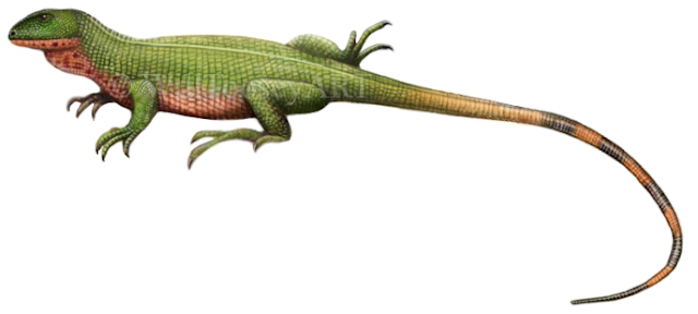 Palaeofauna: Earliest Stages of Diapsid Evolution - Part I ...