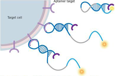 Aptamer Project Site - 10% APS for Everyone: Aptamer Selection against ...