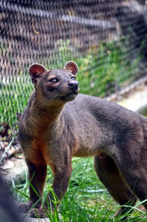 The YES! Weekly Blog: Fascinating Fossa Debuts at the Greensboro ...