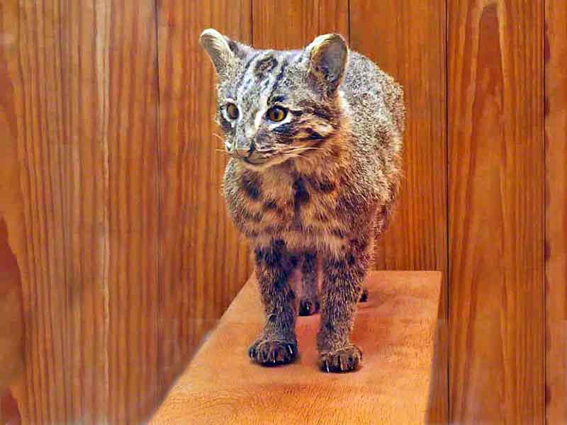 Ryukyu Life: Wildcat Facts and Photos - Iriomote Yamaneko