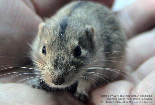 Lemminge | Tierchenwelt