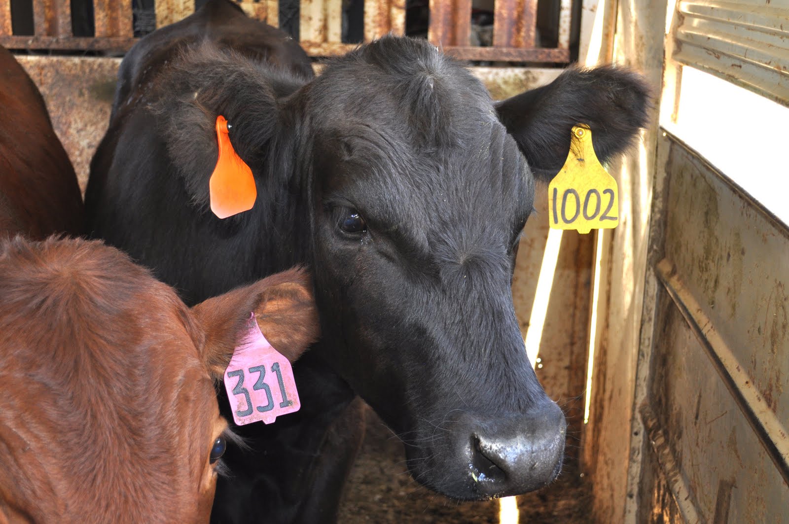 Wranglers and Ribbons: When Good Steers Go Bad
