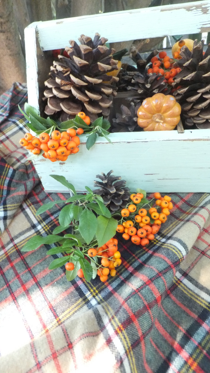 Ash Tree Cottage: Tweaking My Vintage Tool Box